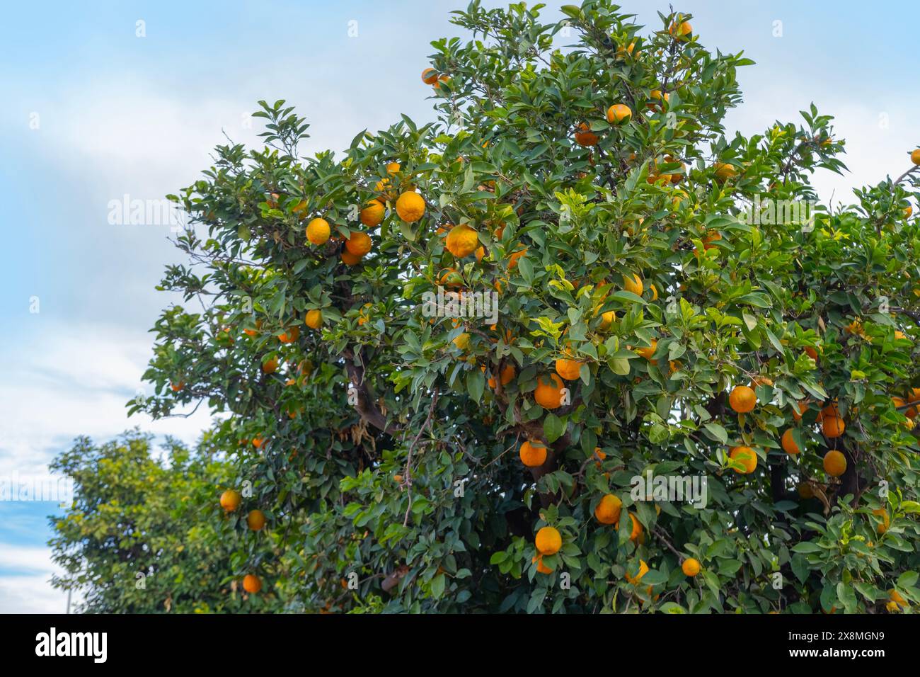 orange tree adorned with plump, Rutaceae family, sun-kissed vibrant ...