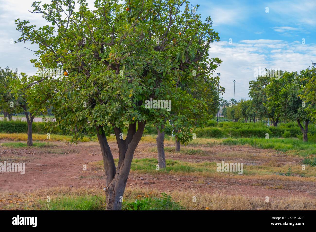 orange tree in garden, cultural immersion, agricultural heritage, lush ...