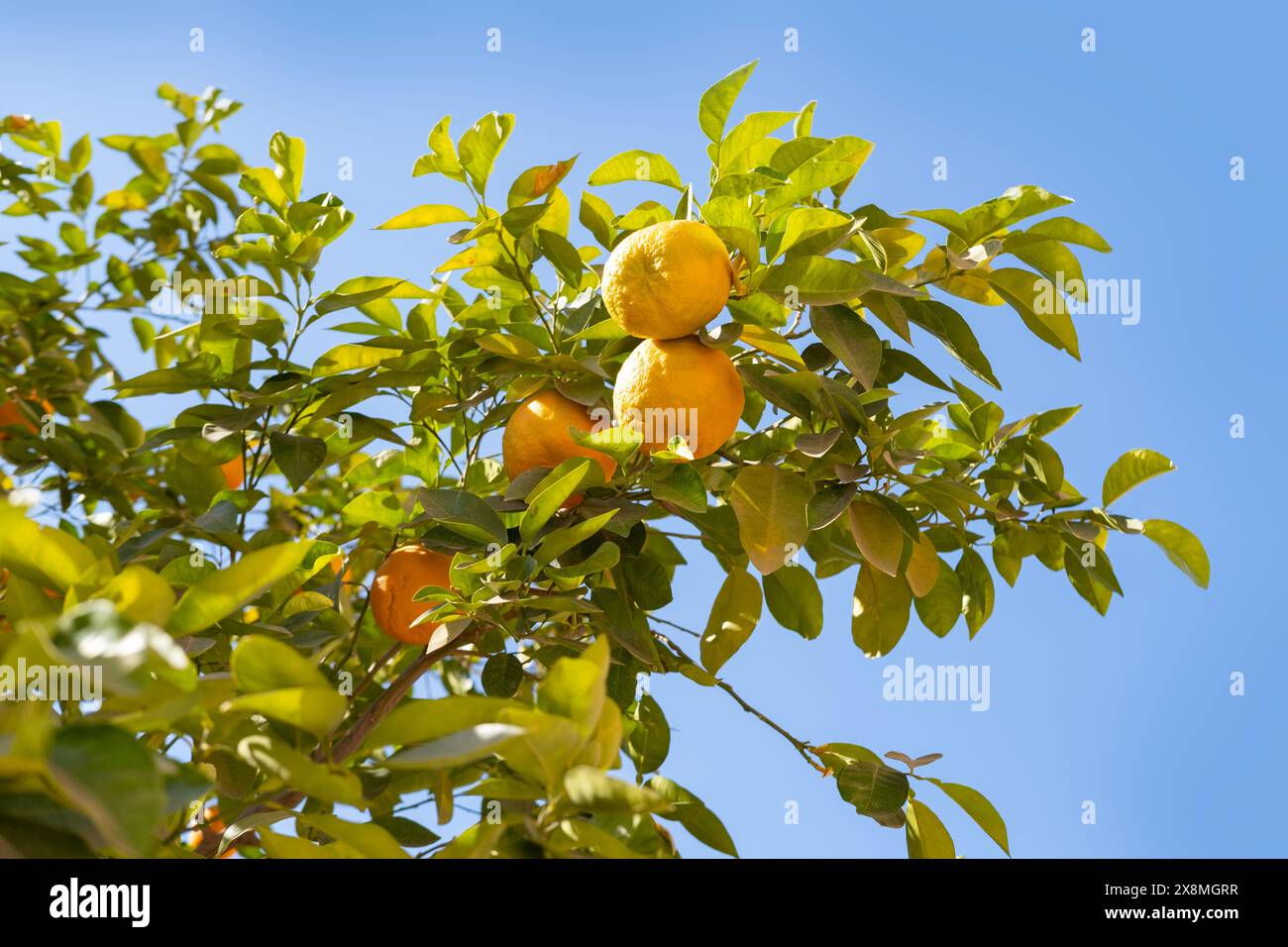 Lush orange tree laden hi-res stock photography and images - Alamy