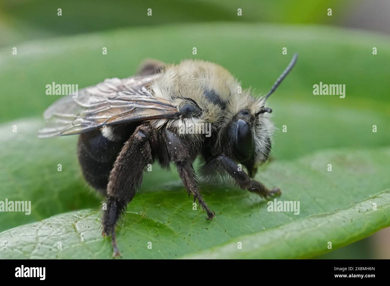 Natural facial closeup on a North-American male Bumblebee-like Digger ...