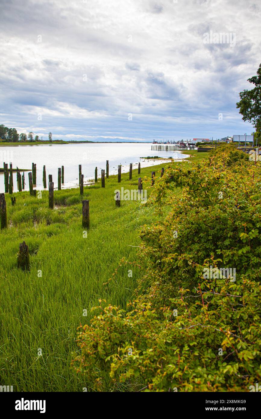 Coastal marsh at low tide in Steveston British Columbia Canada Stock ...