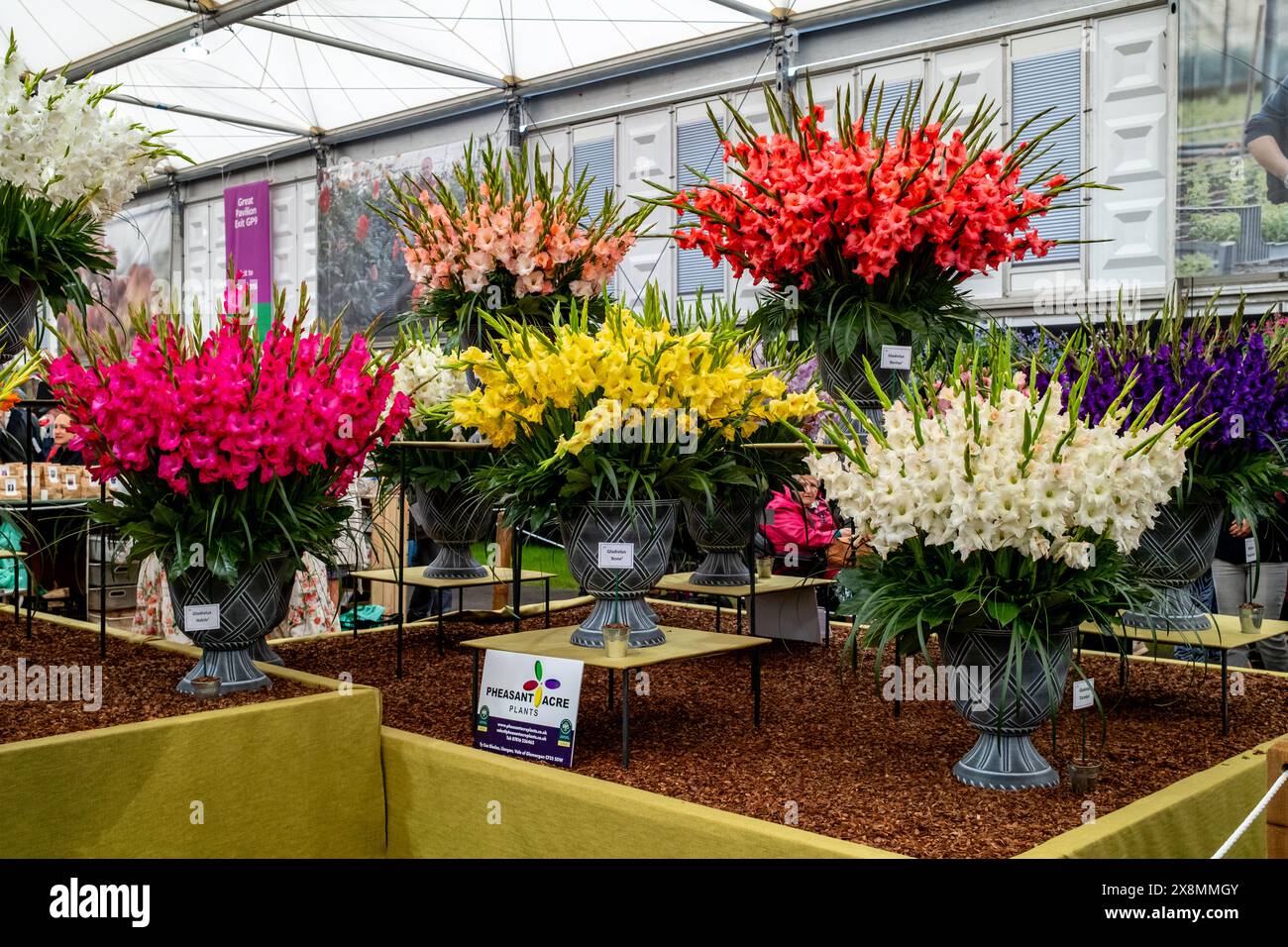 Award winning multi-coloured Gladiolus flowers on display at the 2024 ...