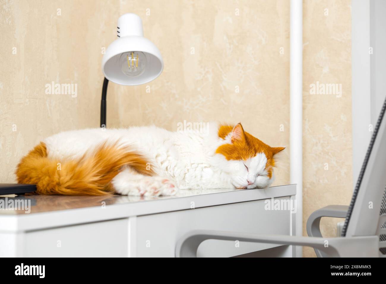 cat sleeping on the tabletop of the computer desk, close-up Stock Photo ...