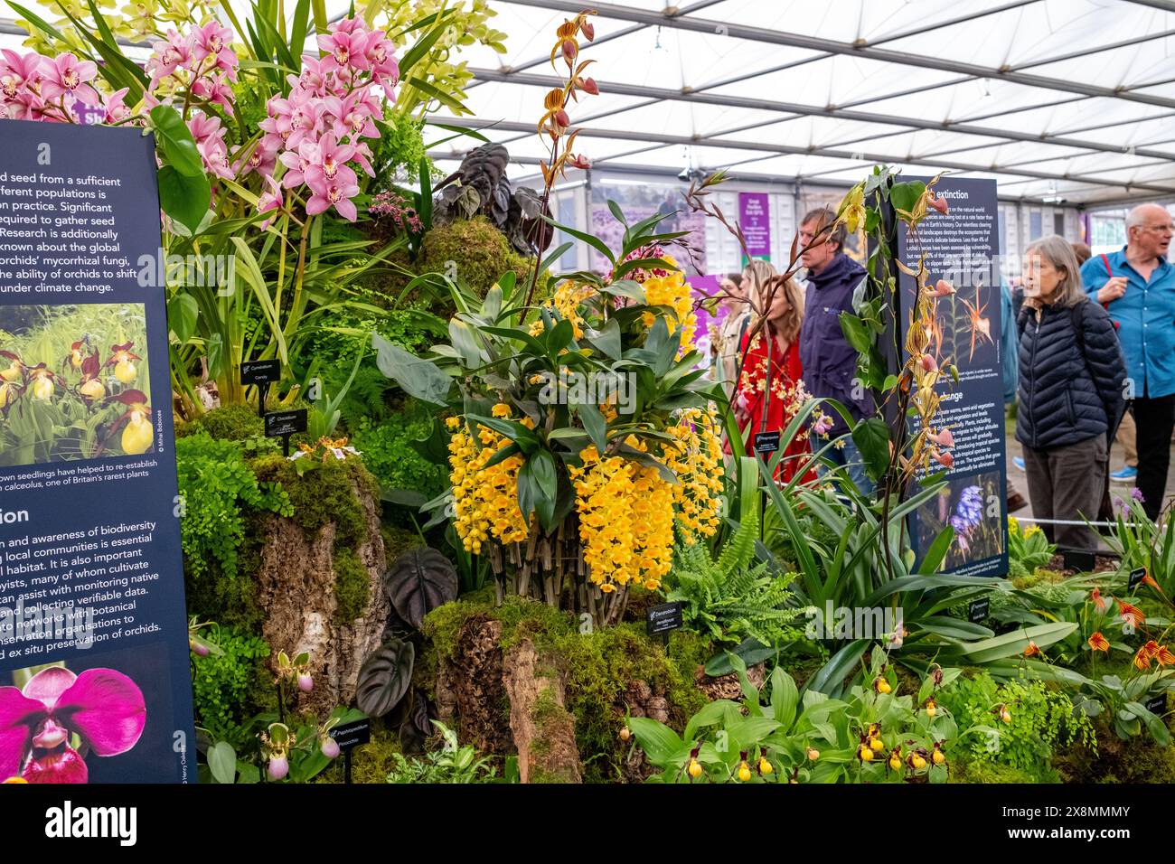 Award winning multi-coloured flower displays at the 2024 RHS Chelsea ...