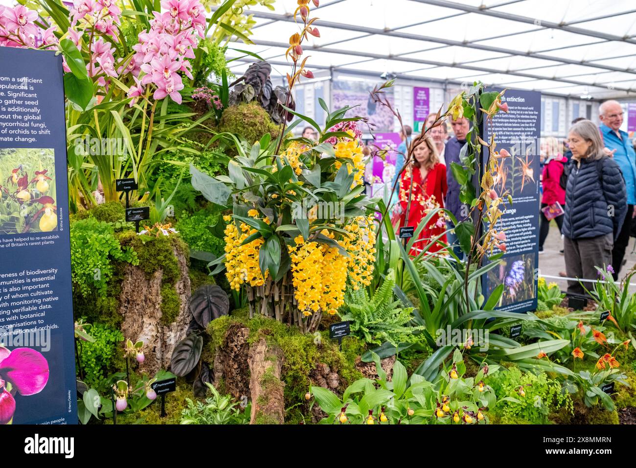 Award winning multi-coloured flower displays at the 2024 RHS Chelsea ...