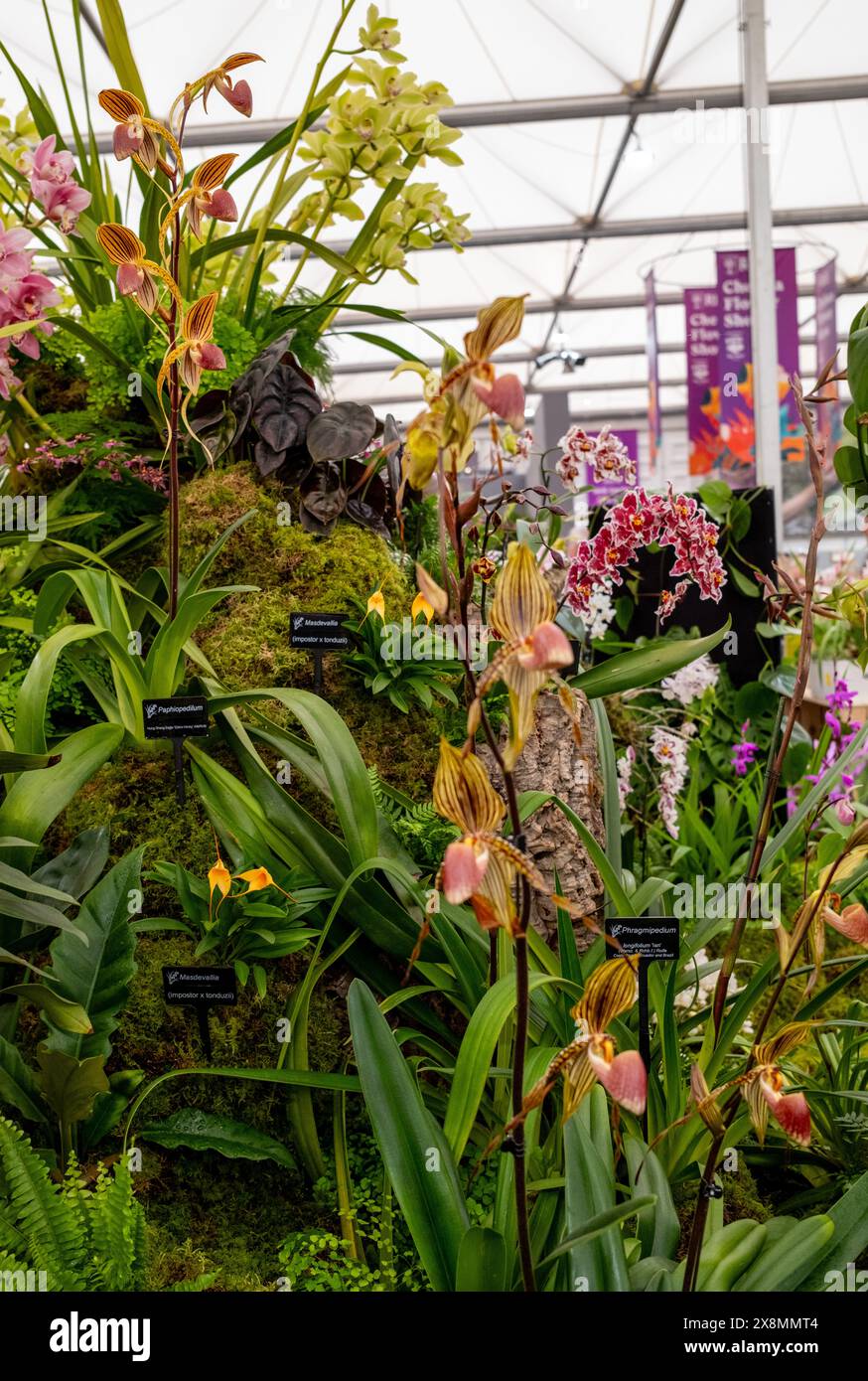 Award winning multi-coloured flower displays at the 2024 RHS Chelsea ...