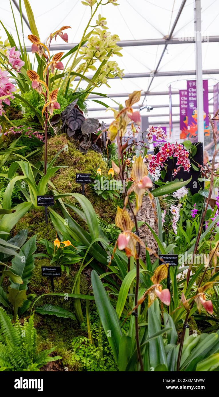 Award winning multi-coloured flower displays at the 2024 RHS Chelsea ...