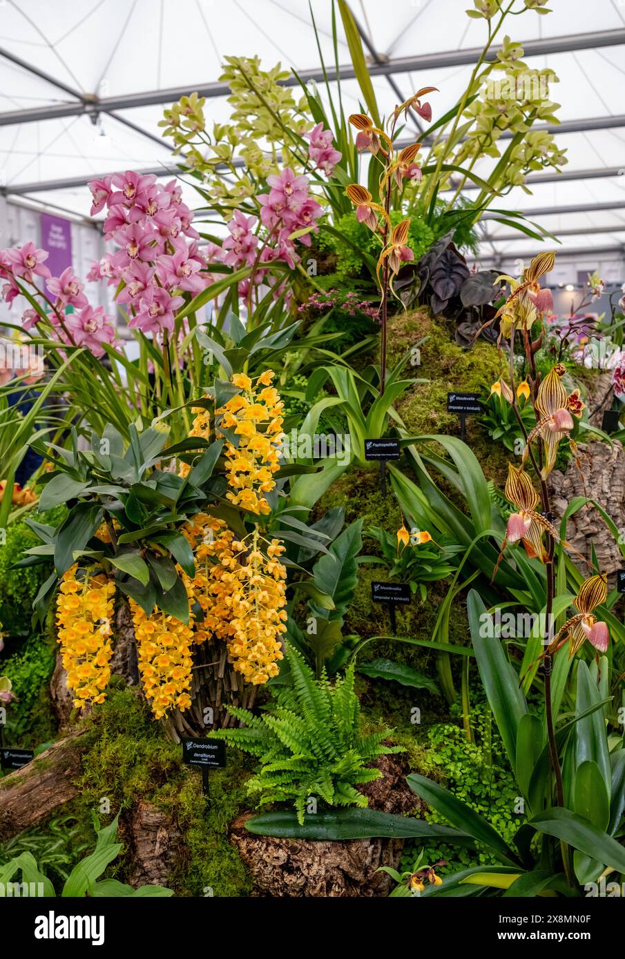 Award winning multi-coloured flower displays at the 2024 RHS Chelsea ...