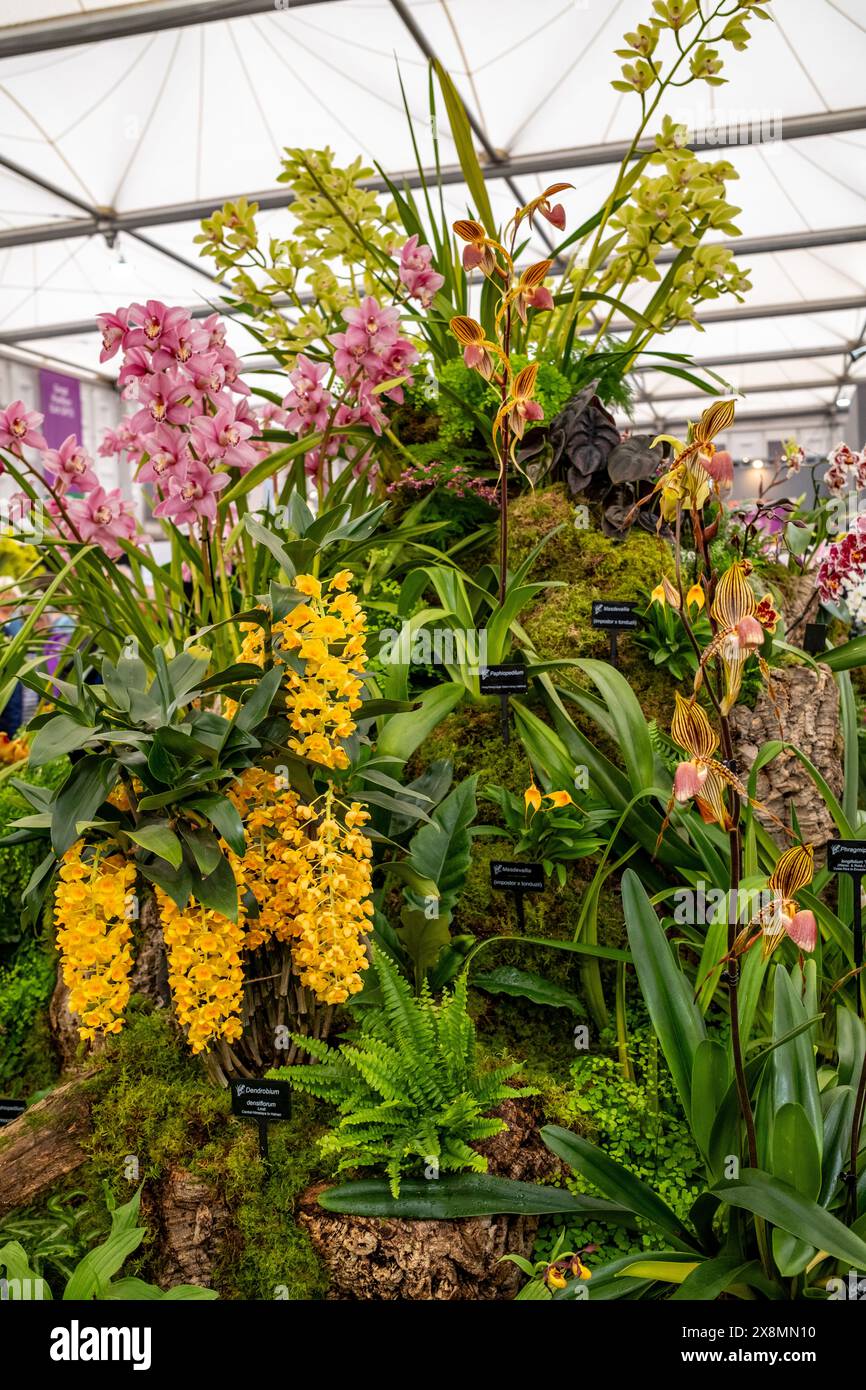 Award winning multi-coloured flower displays at the 2024 RHS Chelsea ...