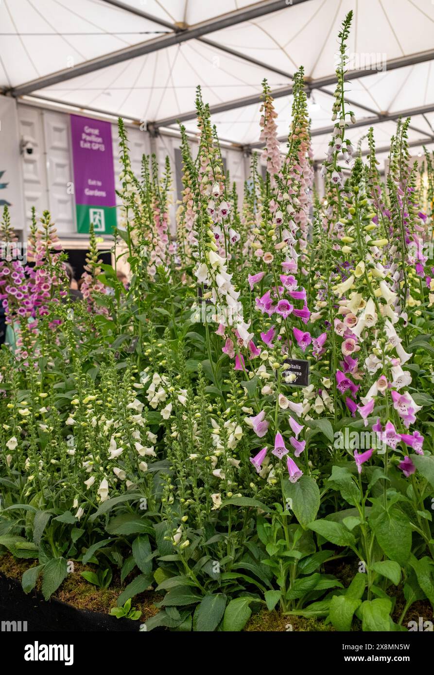 Award winning multi-coloured Digitalis or foxglove flowers display at ...