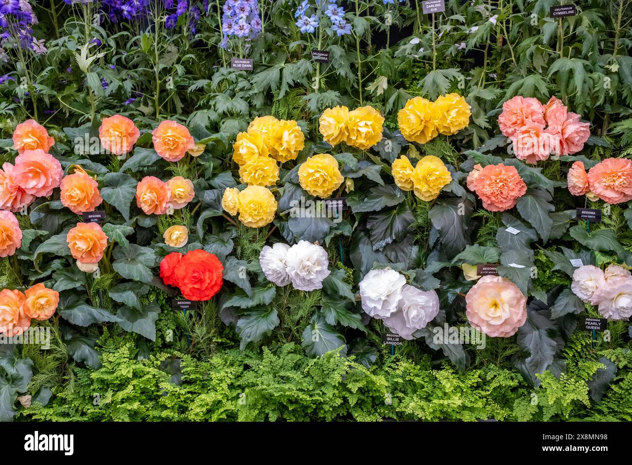 Award winning multi-coloured Begonia flowers on display at the 2024 RHS ...