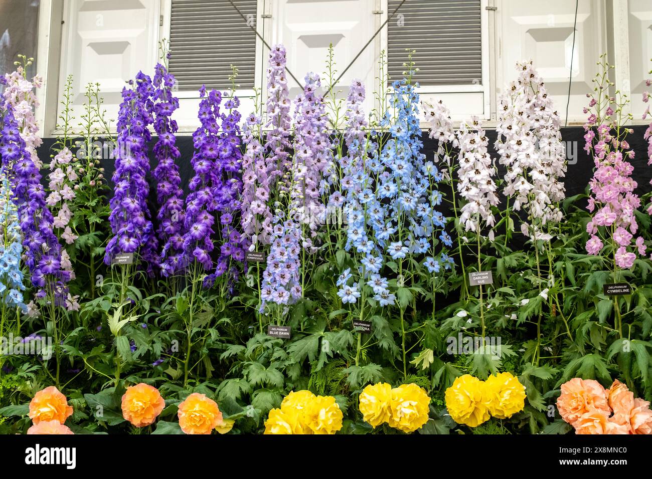 Award winning multi-coloured Delphinium and Begonia flowers on display ...