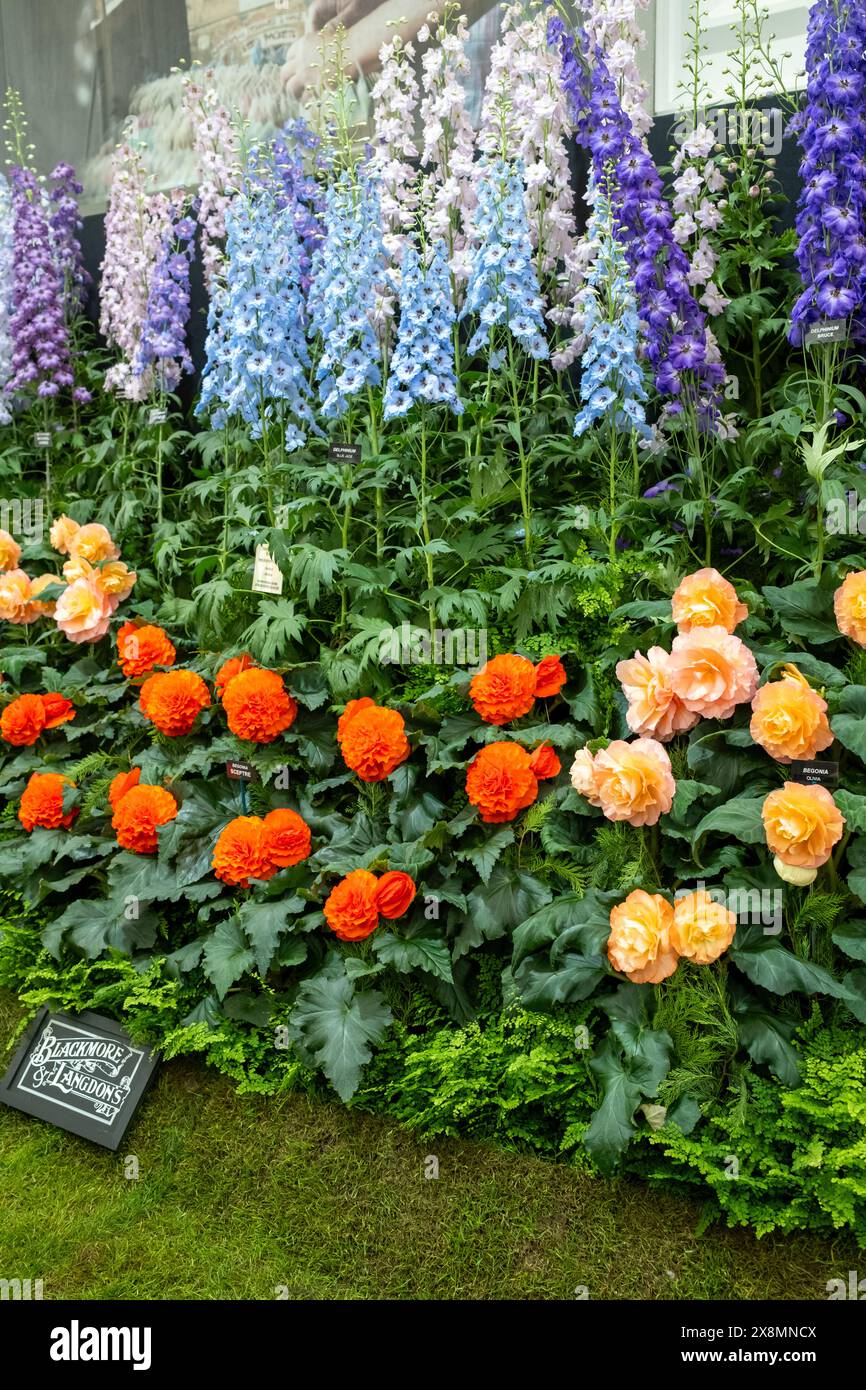 Award winning multi-coloured Delphinium and Begonia flowers on display ...