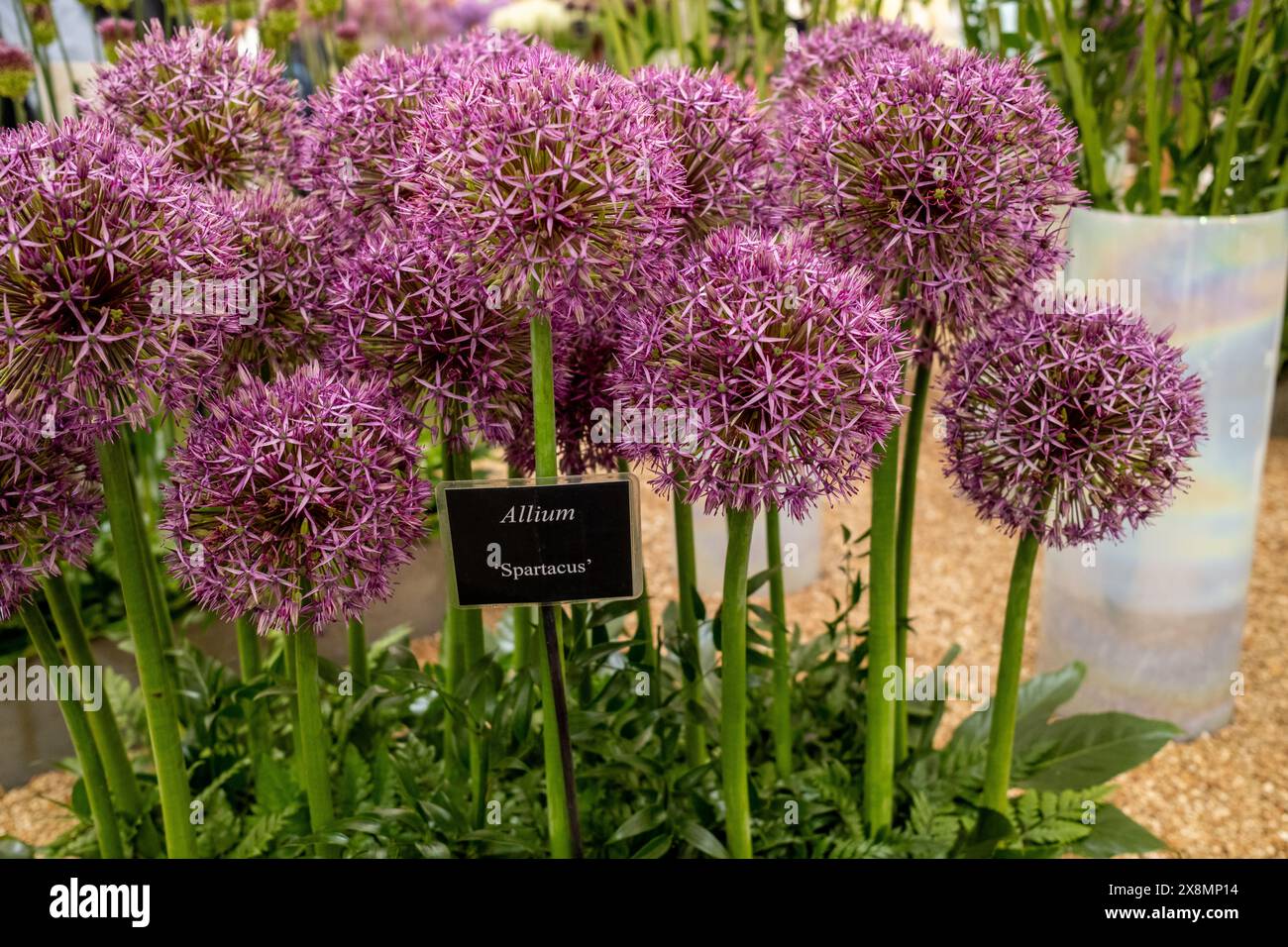 Award winning Allium flowers on display at the 2024 RHS Chelsea flower ...