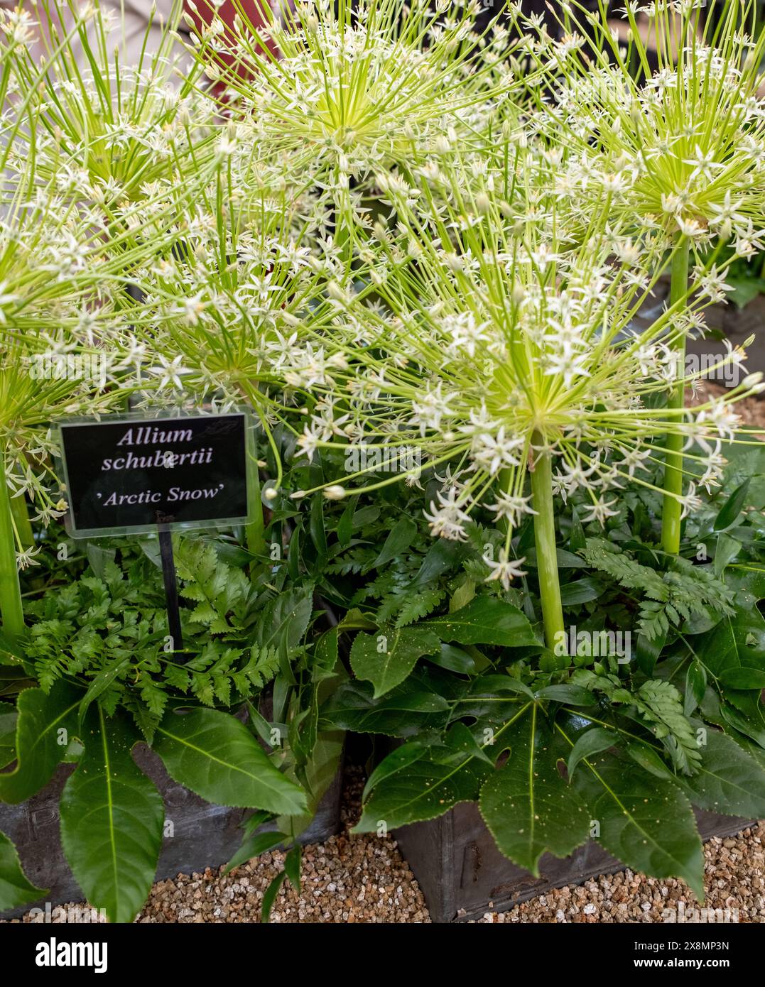 Award winning Allium flowers on display at the 2024 RHS Chelsea flower ...