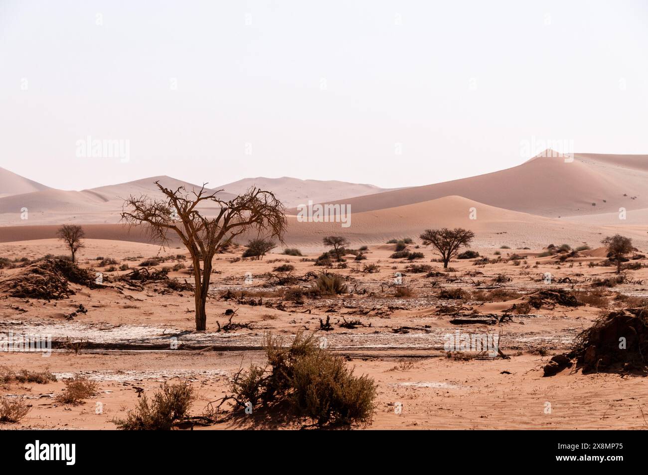 Impression of the massive sanddunes that comprise the Sossusvlei of ...