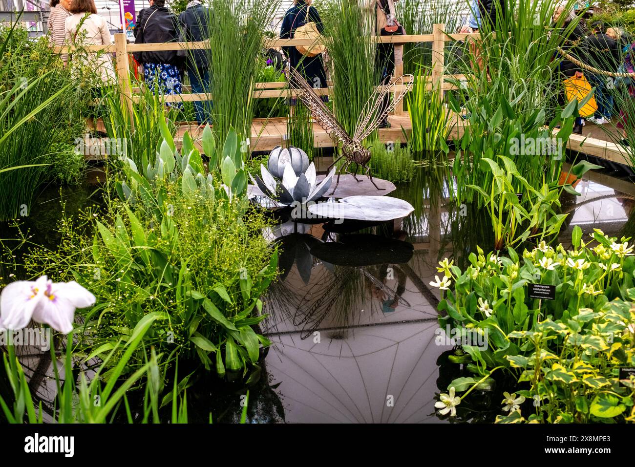 Indoor pond, plants and water feature at the 2024 RHS Chelsea flower ...