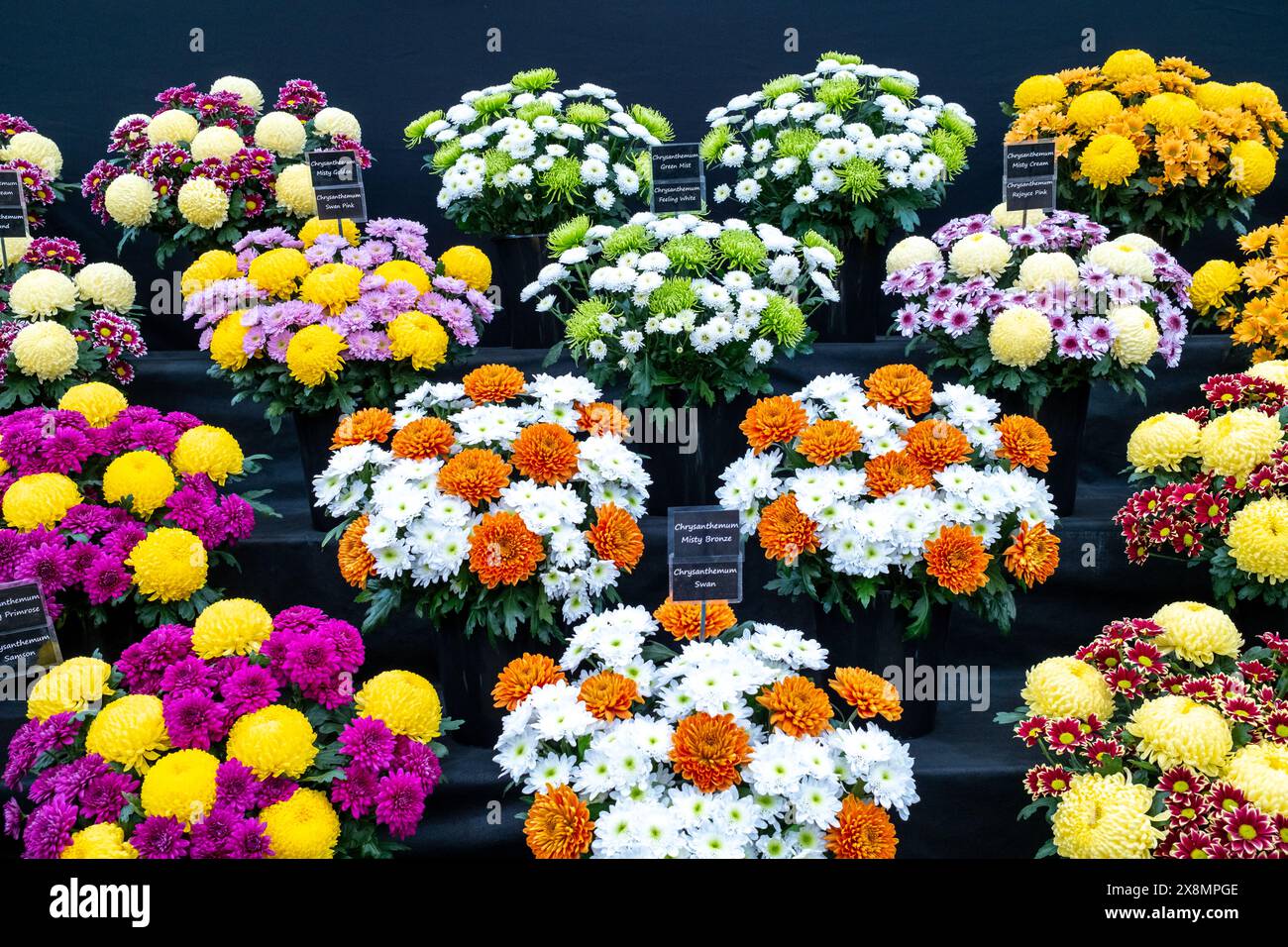 Award winning multi-coloured chrysanthemum flowers on display at the ...