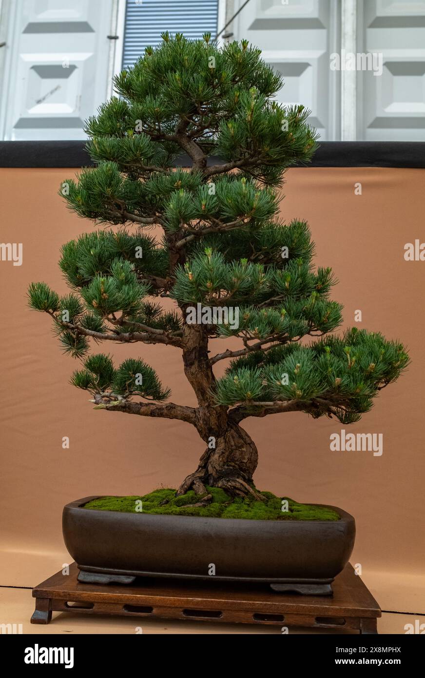 Small and but well pruned and shapely bonsai tree on display at the ...