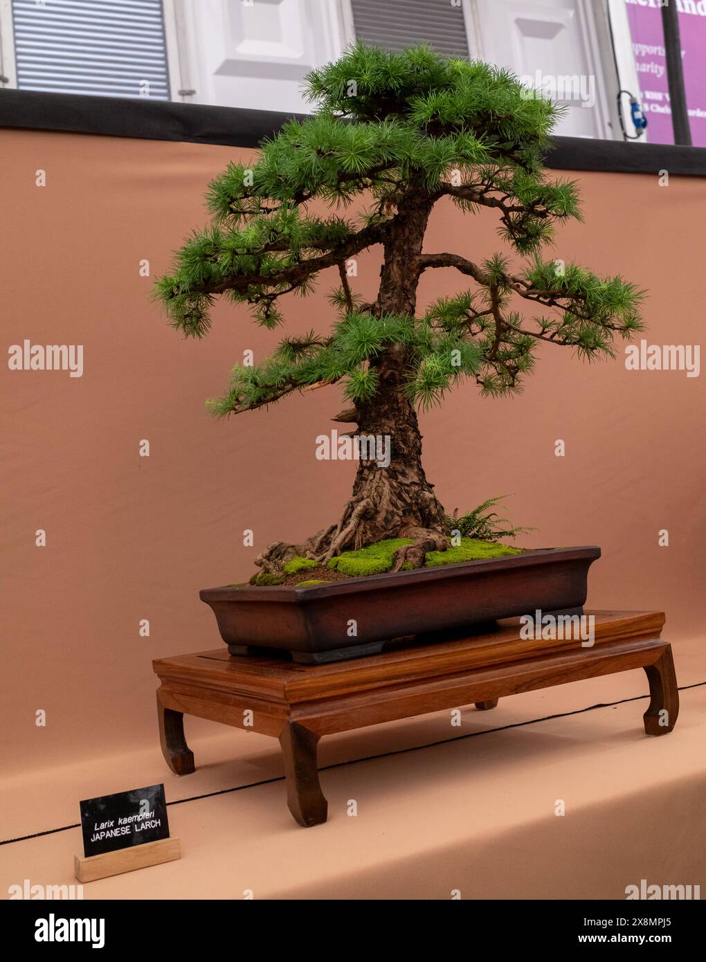 Small and but well pruned and shapely bonsai tree on display at the ...