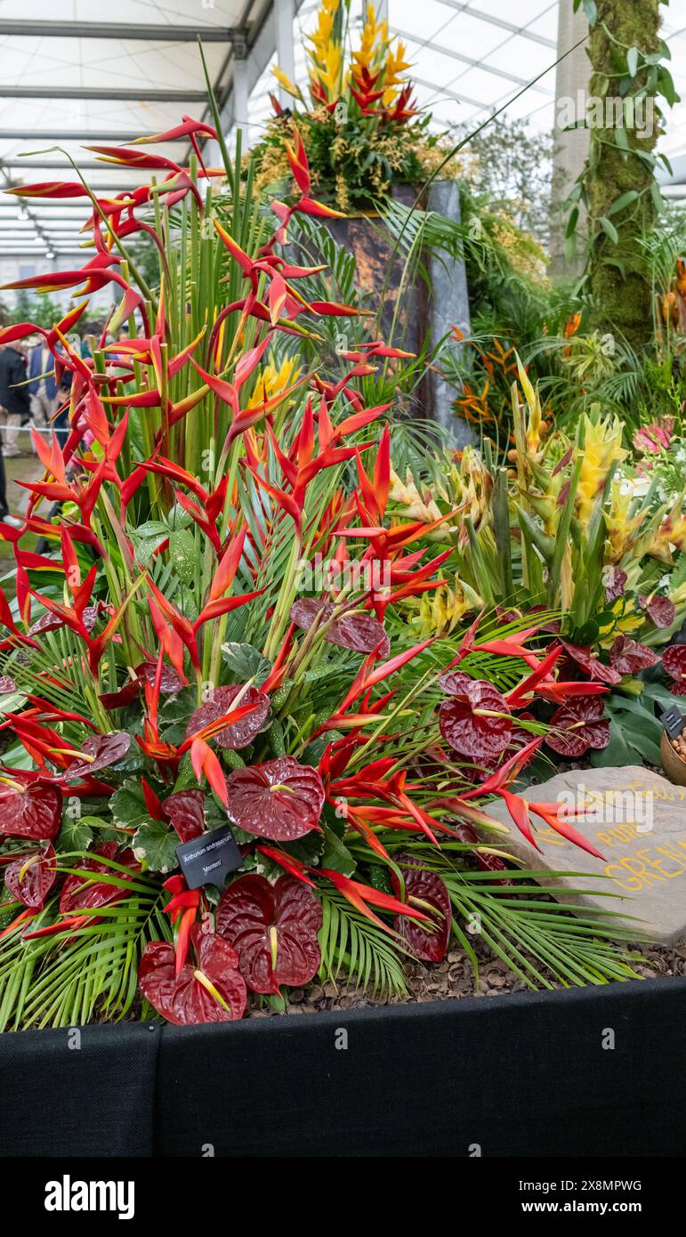 Ornate multi-coloured award winning flowers and plants on display at ...