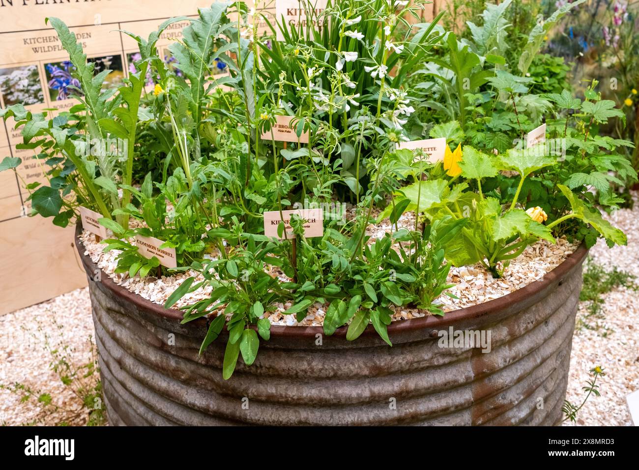 Herbs and plants in a metal keg planter on display at the 2024 RHS ...