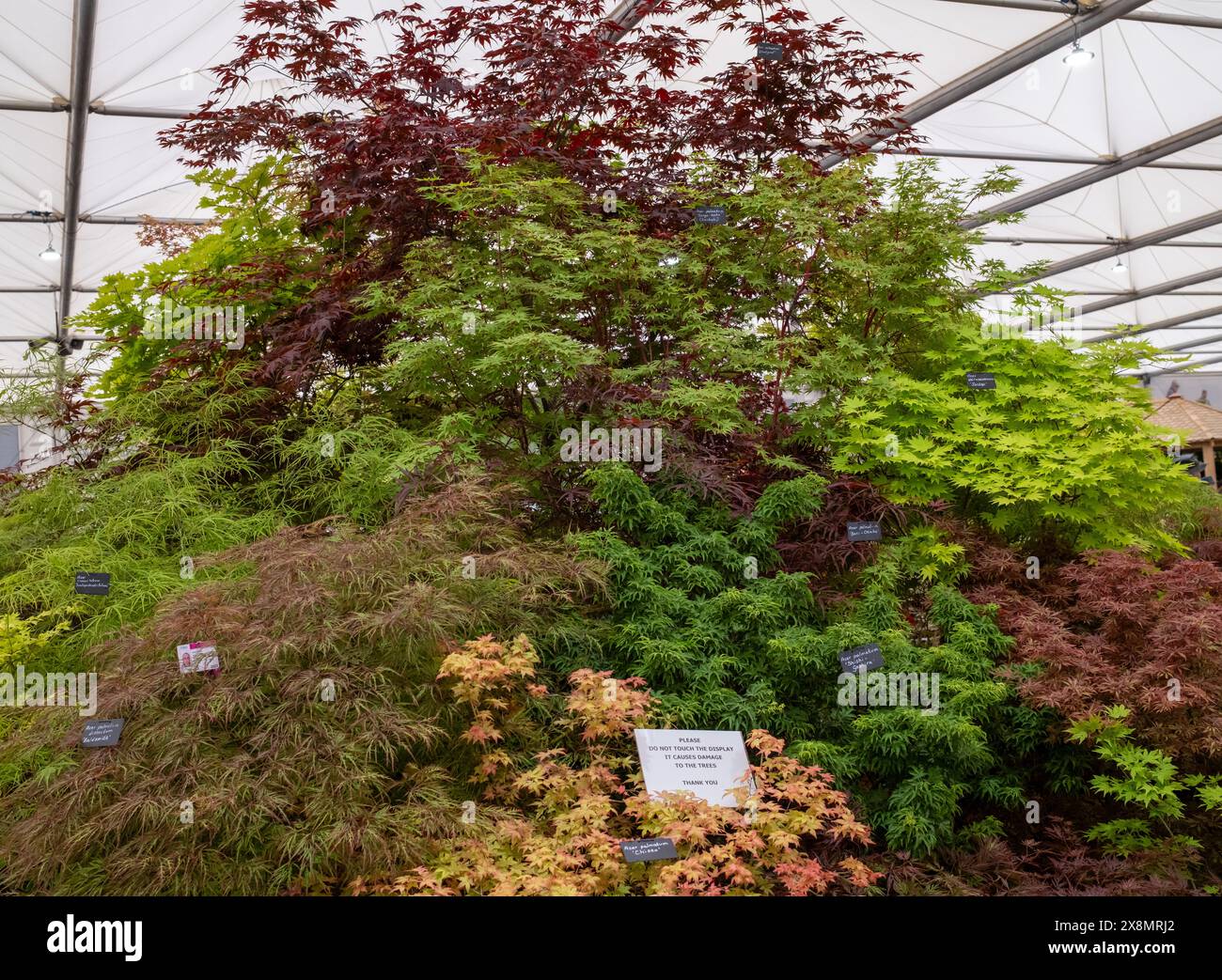 Acer trees display at the 2024 RHS Chelsea flower show Stock Photo - Alamy