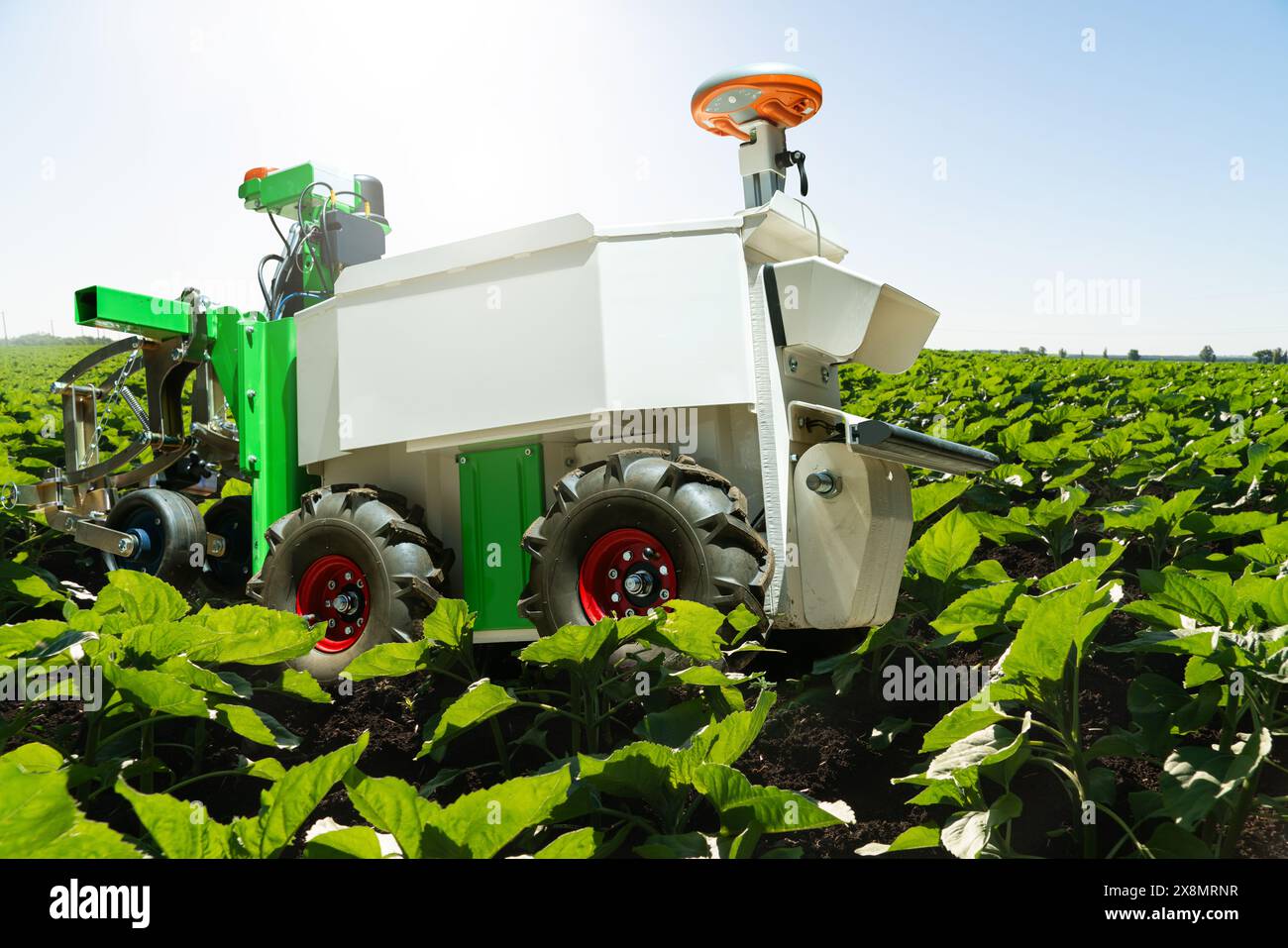 Autonomous wheeled robot is working in an agricultural field. Using ...