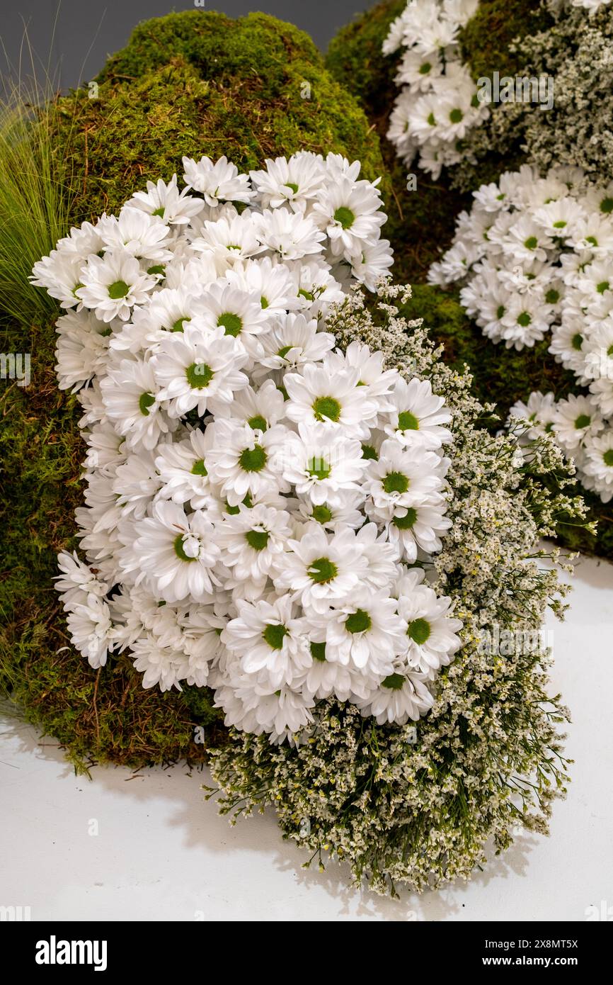 Close up of pretty white flowers on a mossy rock on display at the 2024 ...