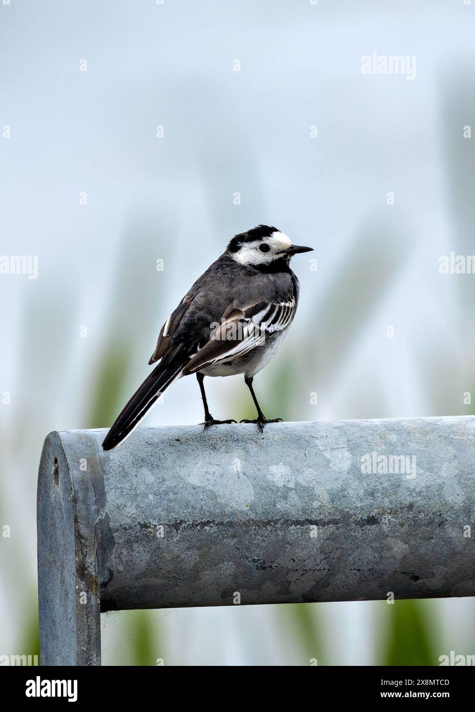 The Pied Wagtail, known for its distinctive black and white plumage ...