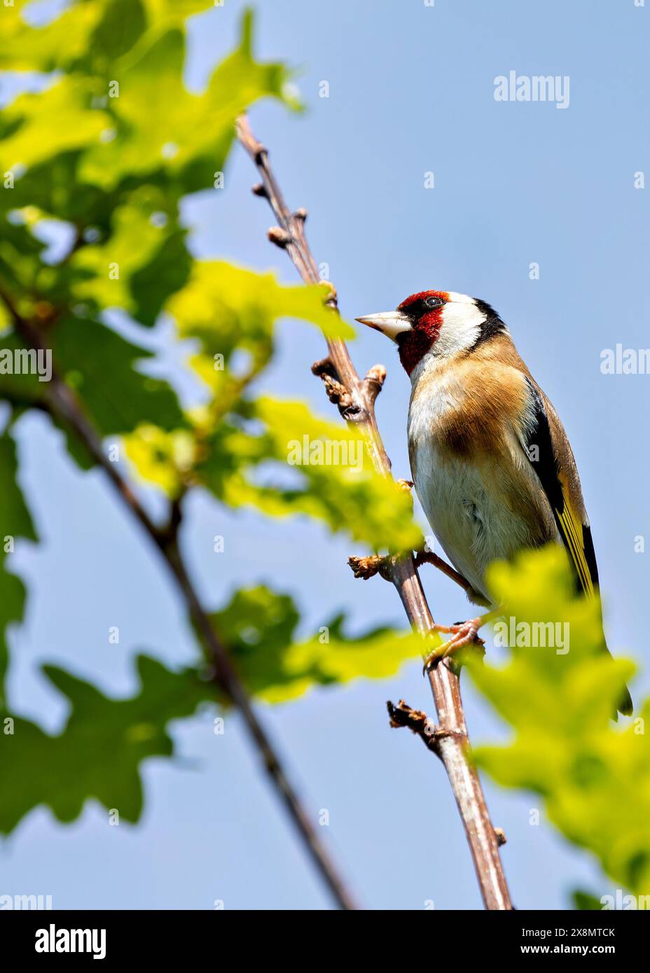 The European Goldfinch, with its vibrant colors, feeds on seeds and ...