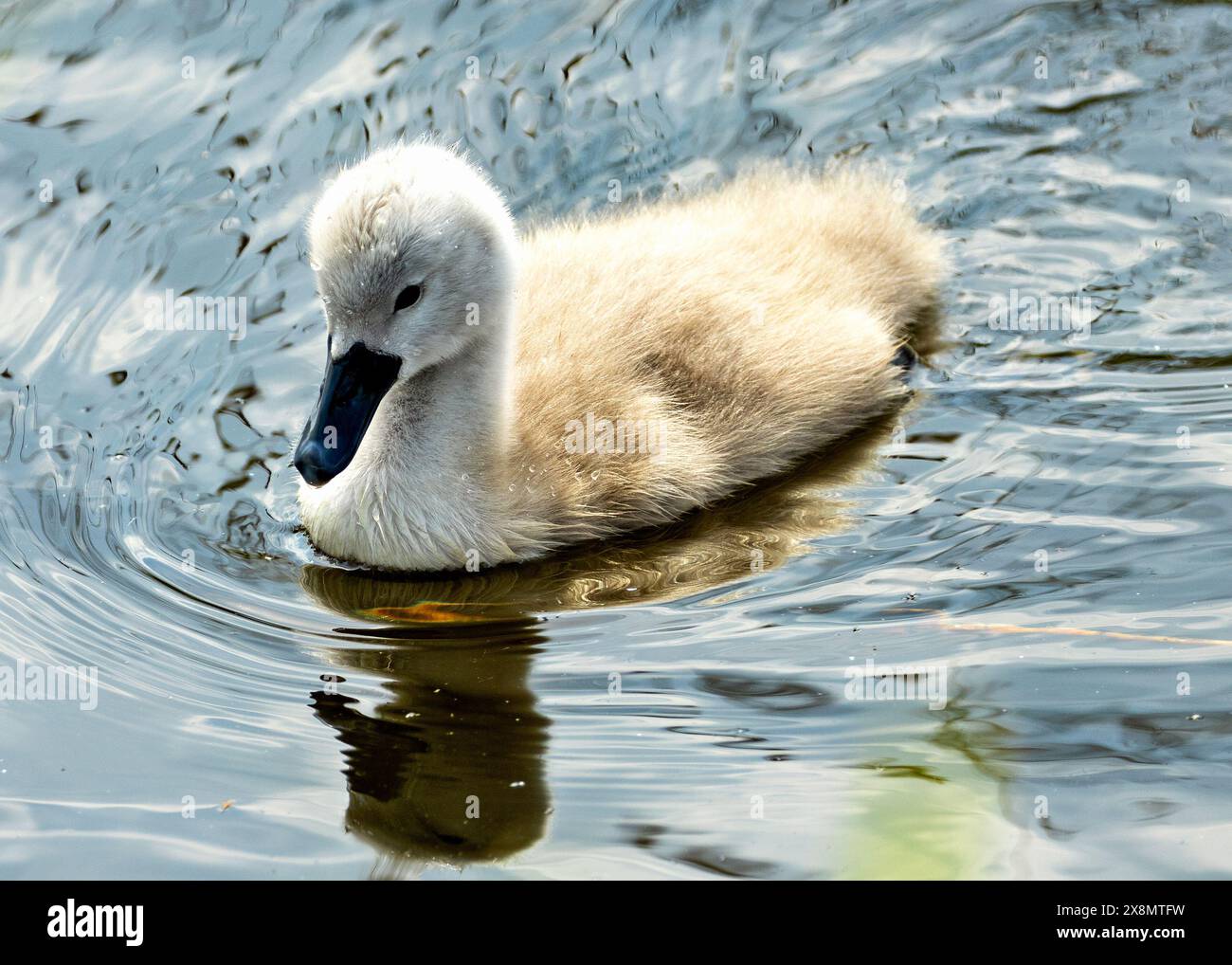 The Mute Swan Cygnet, with its fluffy gray feathers, explores Dublin's ...