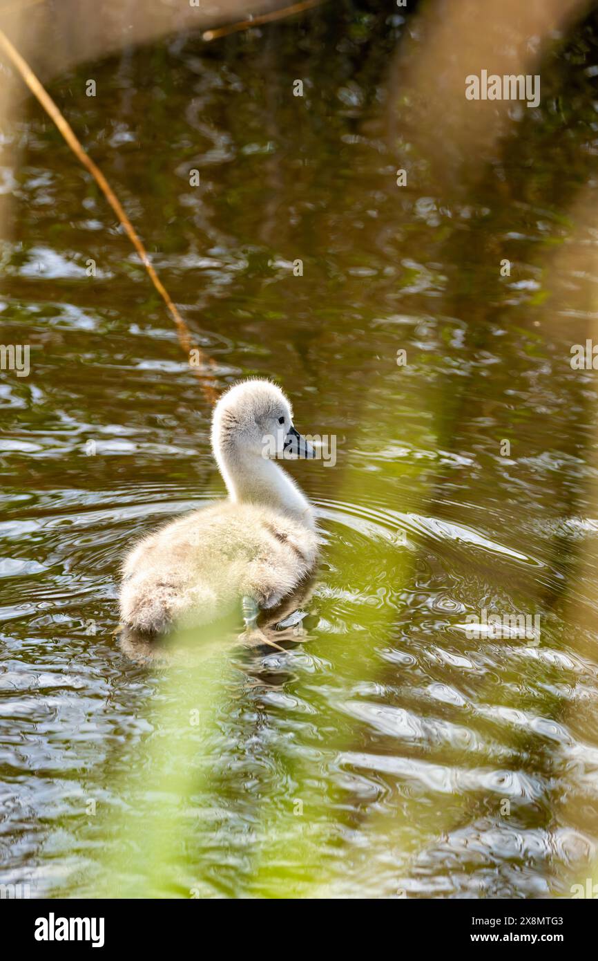 The Mute Swan Cygnet, with its fluffy gray feathers, explores Dublin's ...