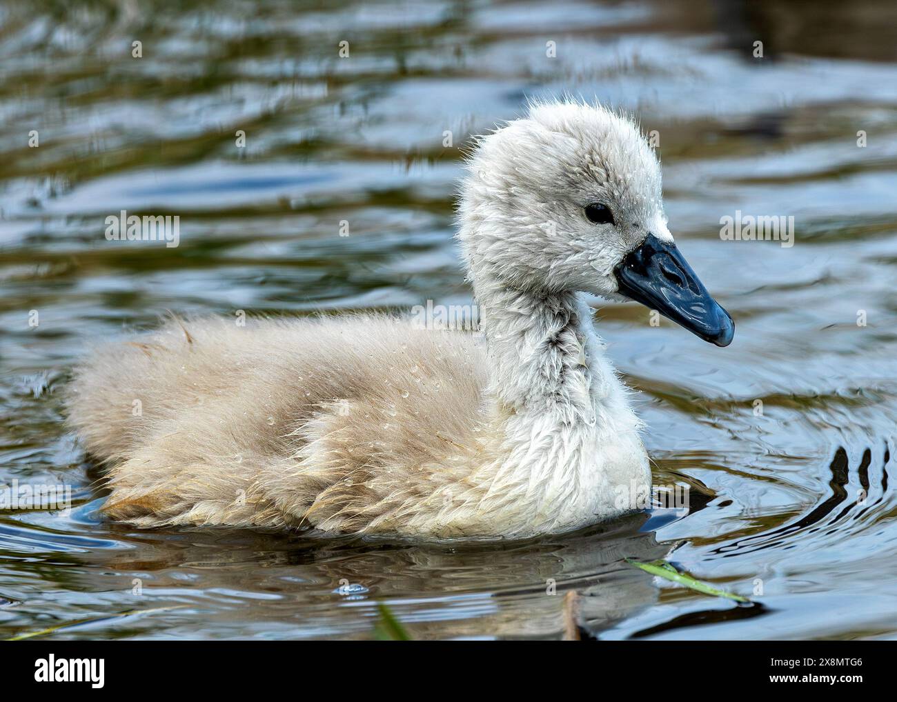 Dublins waterways hi-res stock photography and images - Alamy