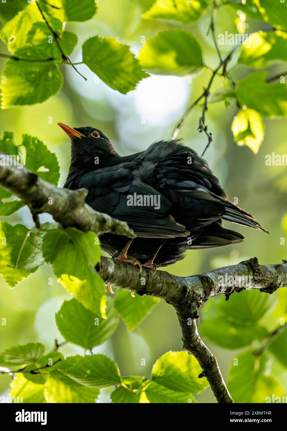 The male Common Blackbird, with its sleek black plumage, forages for ...