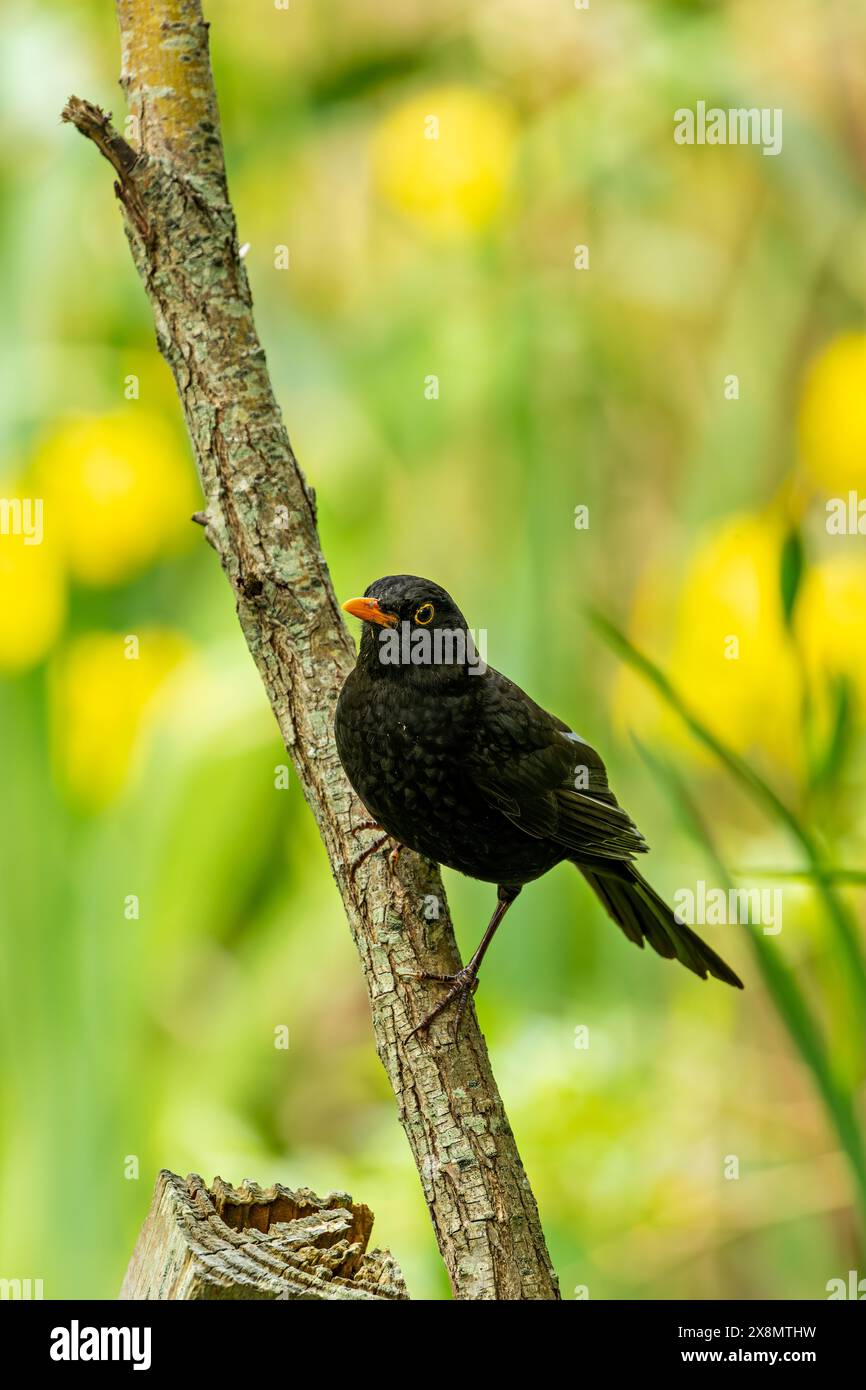 The male Common Blackbird, with its sleek black plumage, forages for ...