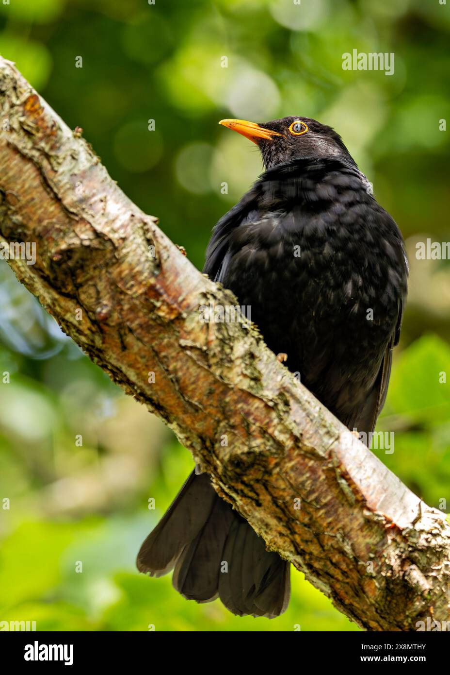 The male Common Blackbird, with its sleek black plumage, forages for ...