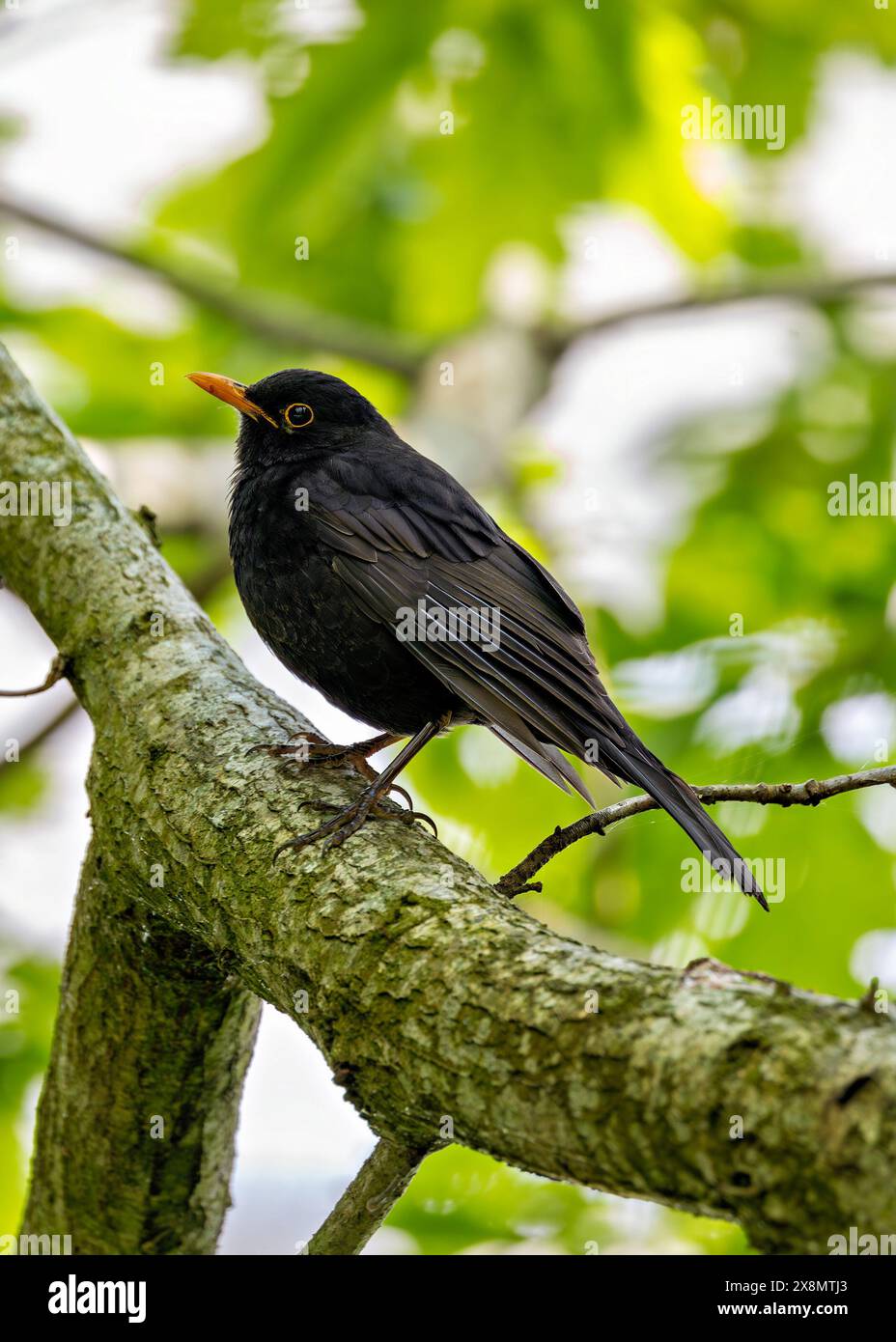The male Common Blackbird, with its sleek black plumage, forages for ...