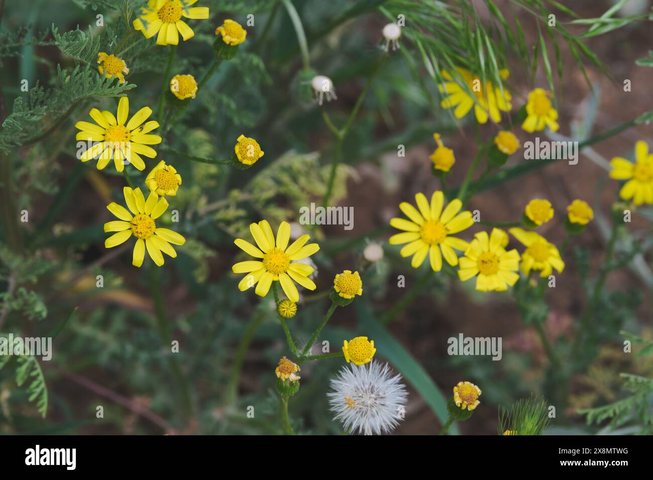 A bouquet of sunny Euryops Asteraceae flowers Stock Photo - Alamy