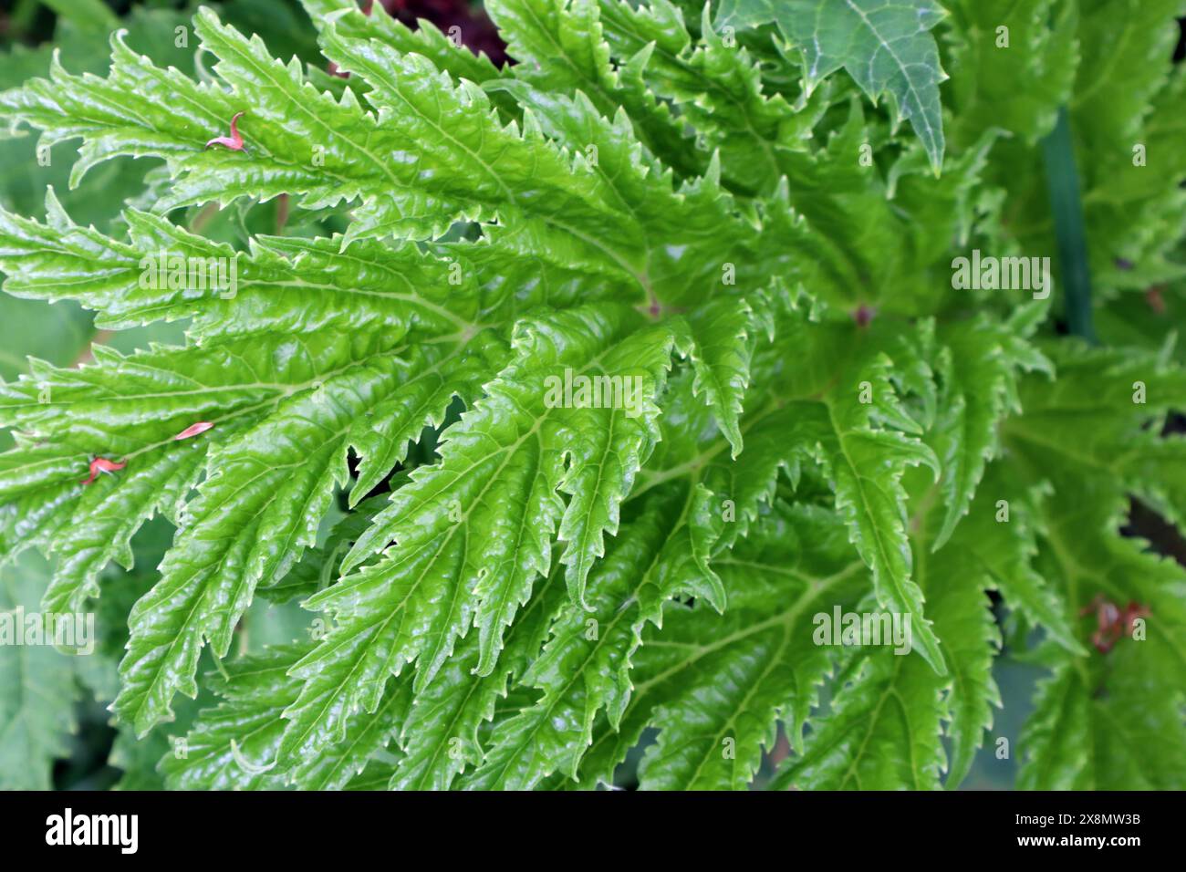 Invasive Neophyten in Deutschland Die großen Blätter der ...