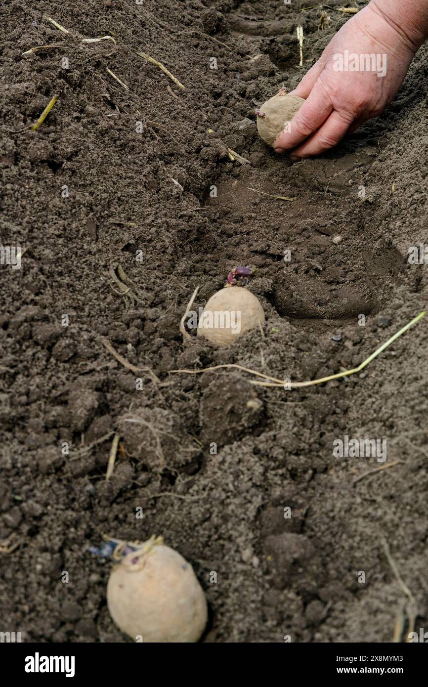 Person grass seeds sowing on hi-res stock photography and images - Alamy