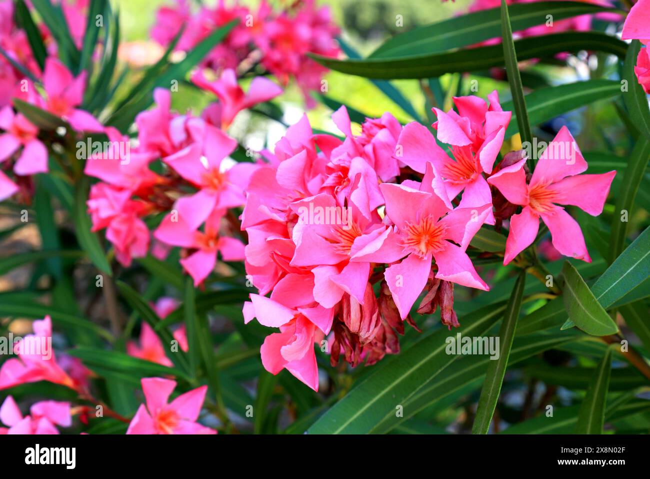 The pink oleander, best delicate flowers , Nerium oleander, bloomed in ...
