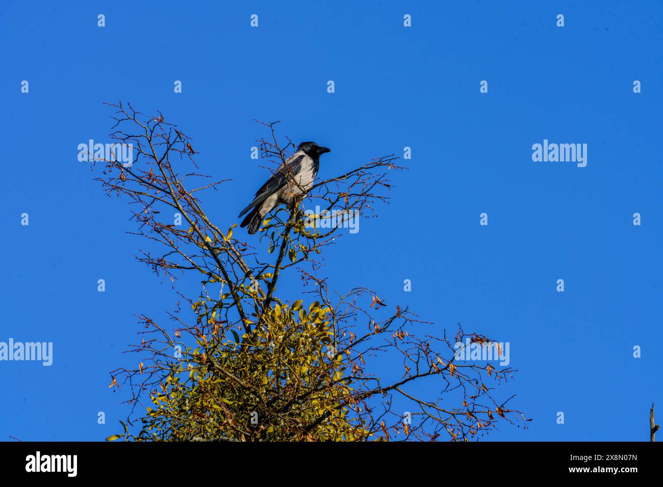 Corvus corone Family Corvidae Genus Corvus Carrion crow Hooded crow ...