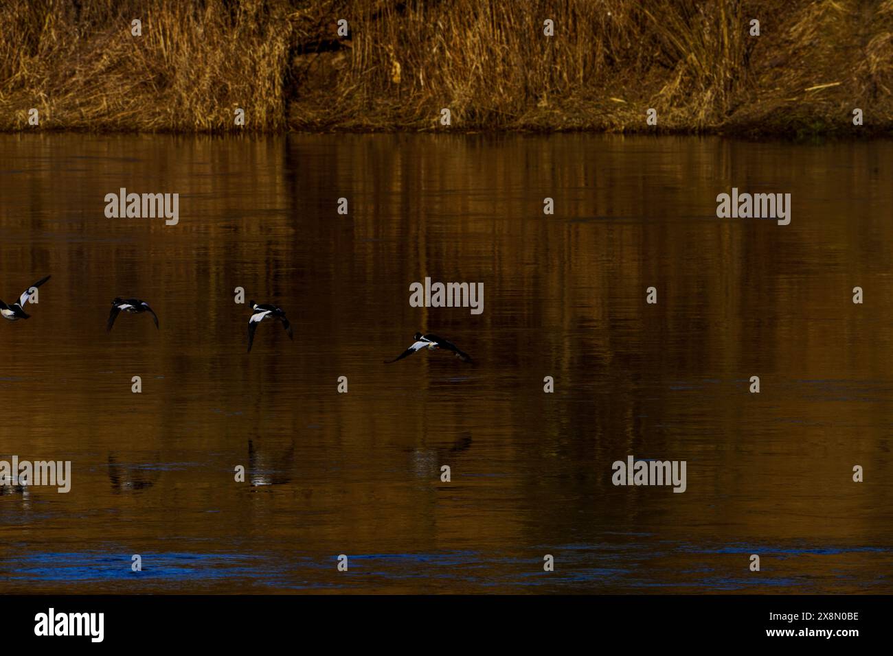 Bucephala clangula Family Anatidae Genus Bucephala Common goldeneye ...