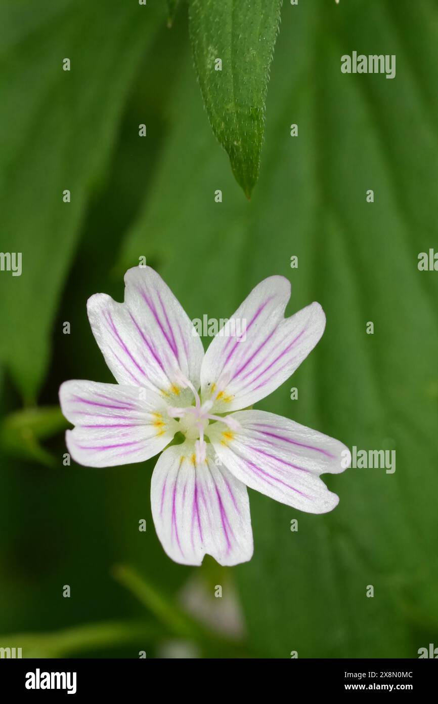Natural closeup on the flower of a pink purslane, candy flower, or ...