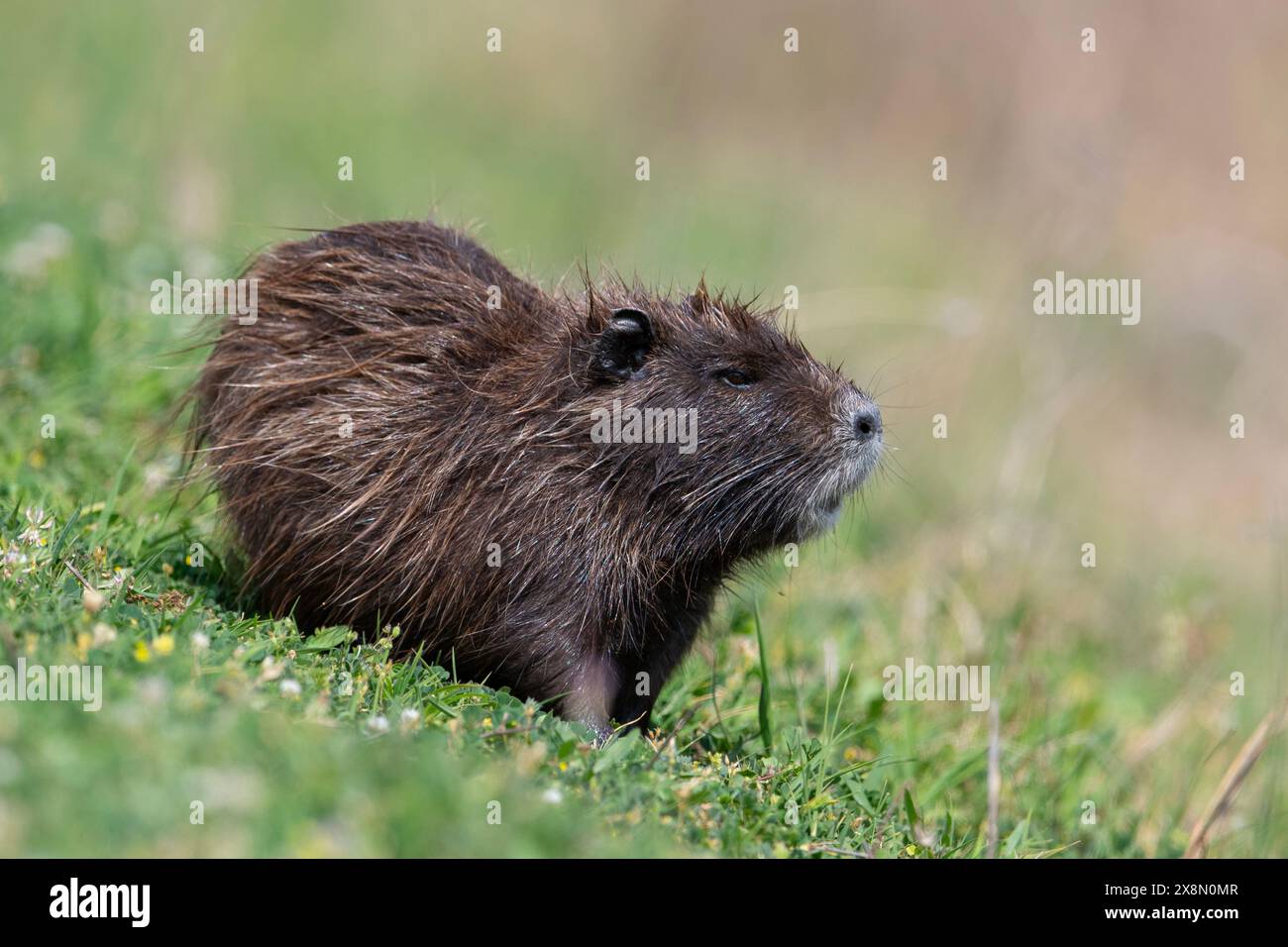 South amercan coypu myocastor coypus hi-res stock photography and ...