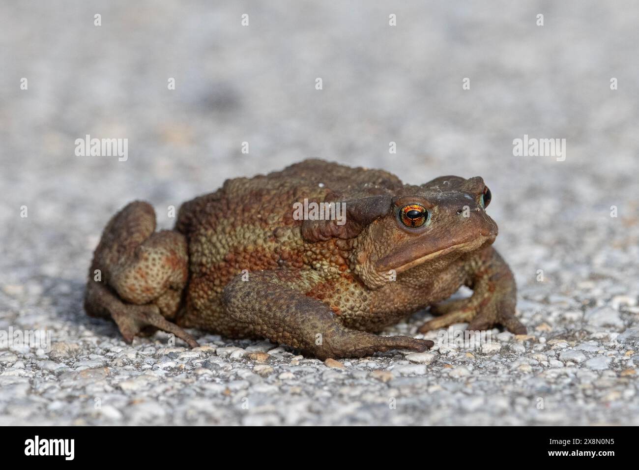Large toads hi-res stock photography and images - Alamy
