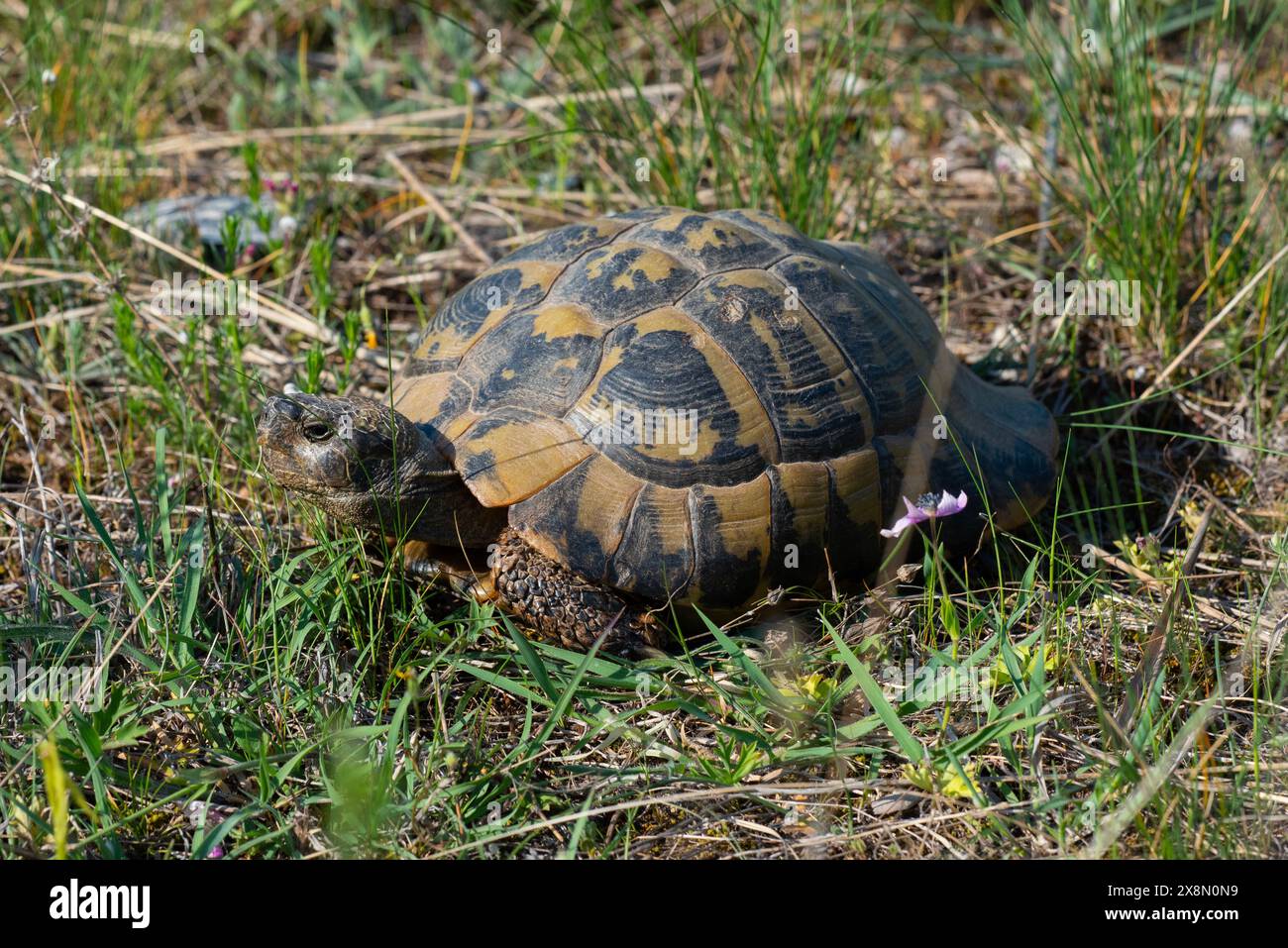 Spur-thighed Tortoise (Testudo graeca) on a Greek, Hillside Thrace ...