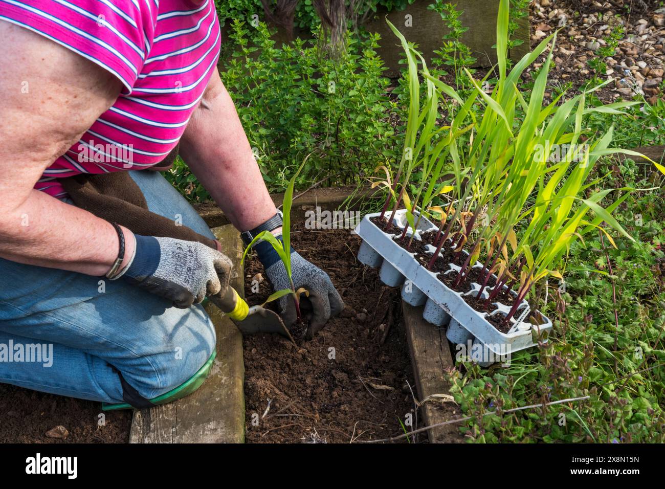 Woman planting out Incredible F1 sweetcorn in her allotment or ...