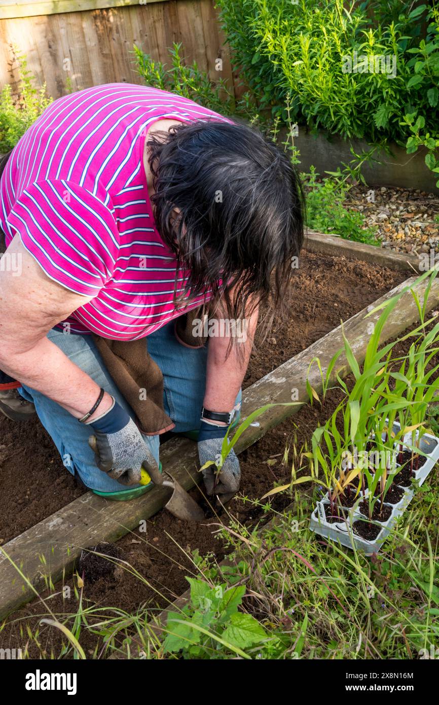 Woman planting out Incredible F1 sweetcorn in her allotment or ...